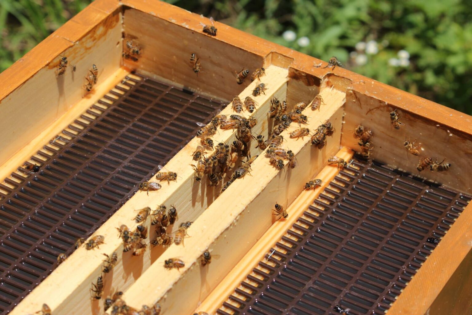 In-Hive Feeders for Honeybees - Backyard Beekeeping